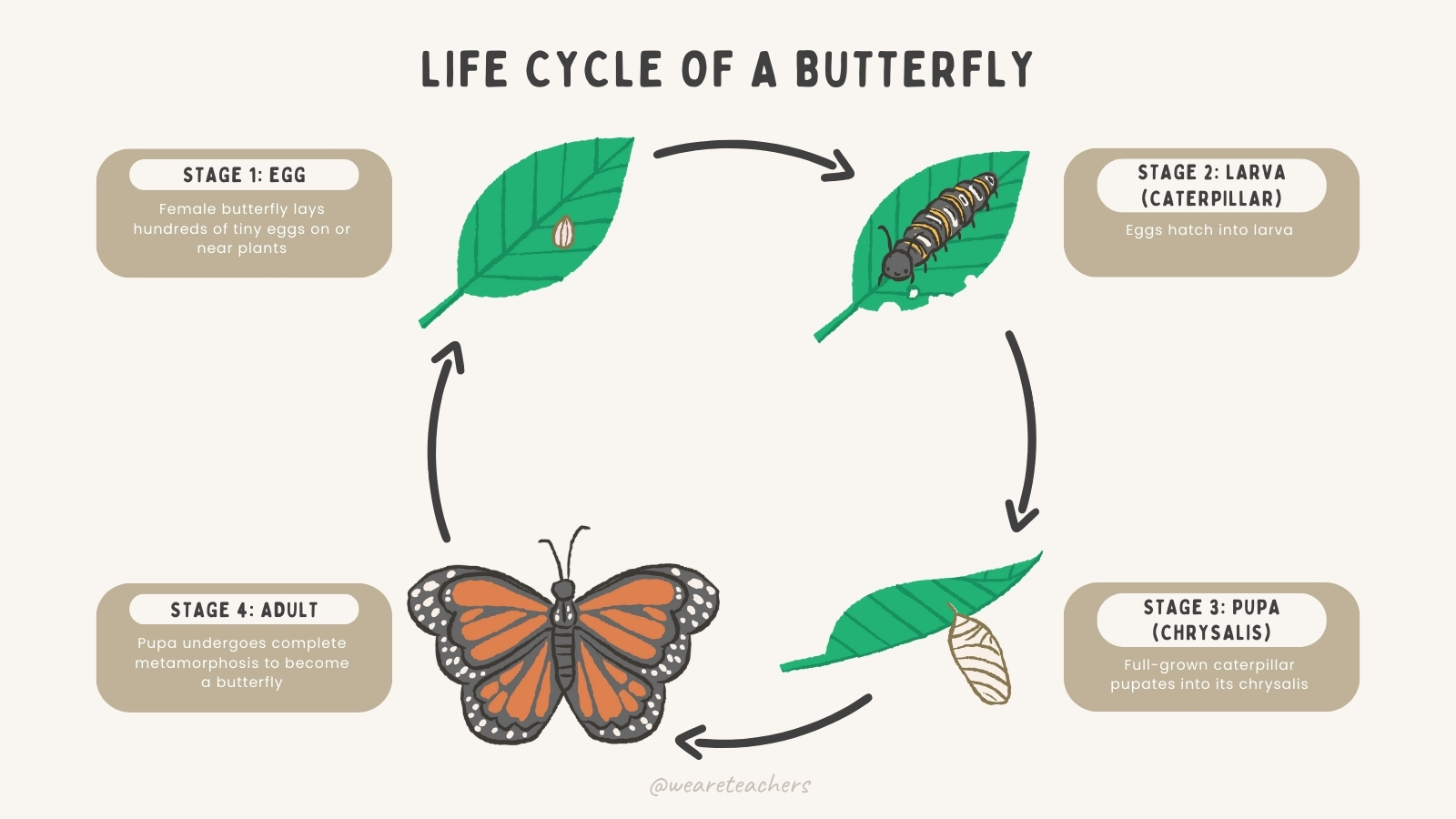 Agricultural Engineering: Focus – Life Cycle of Butterflies and Plants ...